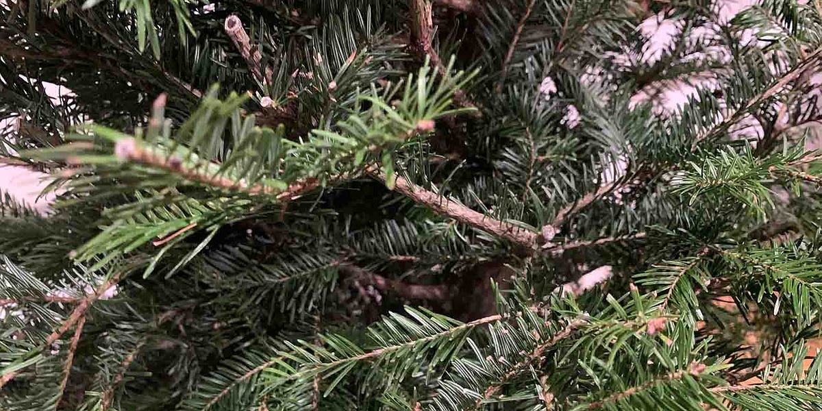 Indignity Vol. 2, No. 101: Ruffled Fir - by Tom Scocca