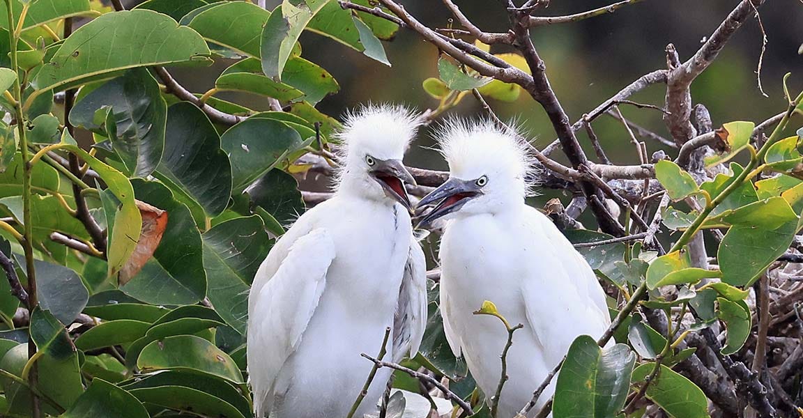 Wordle Postgame Report, Weekend CATCH up - by Tom Scocca