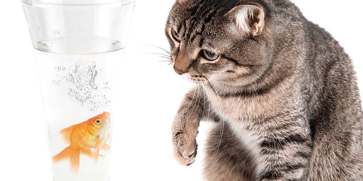 Indignity Vol. 2, No. 51: Lock Him Up. - by Tom Scocca